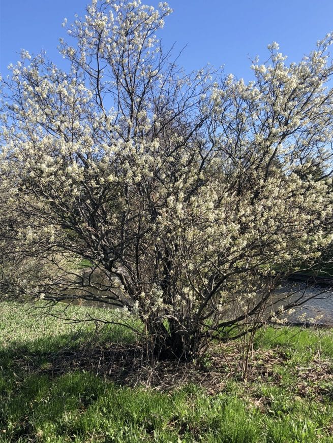 Edible (Native) Landscaping - Serviceberry - The Land Connection