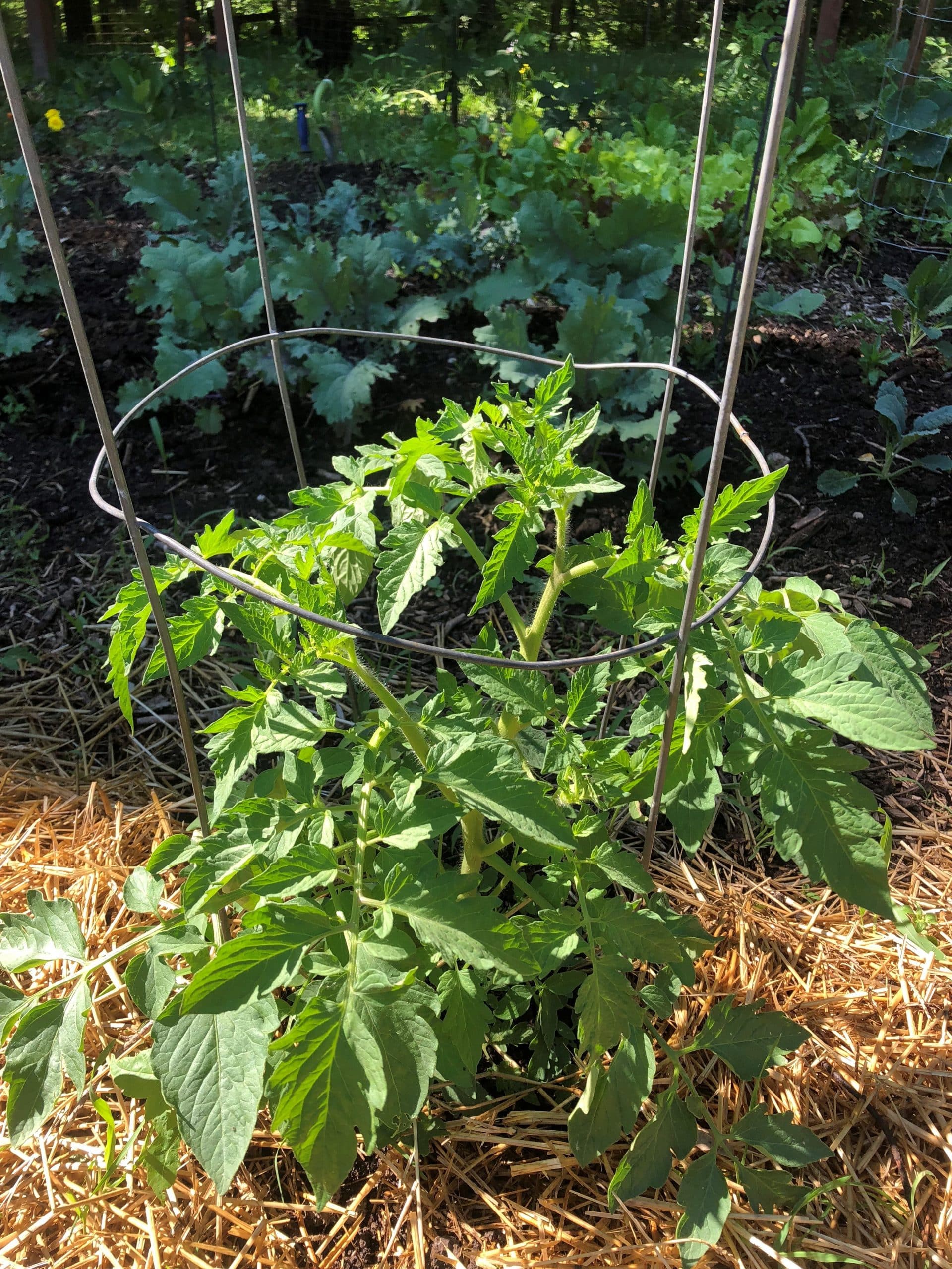 Tomato Care Basics - The Land Connection