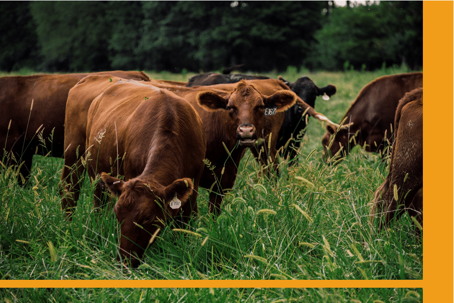 Regenerative Grazing: The Basics & Beyond - The Land Connection